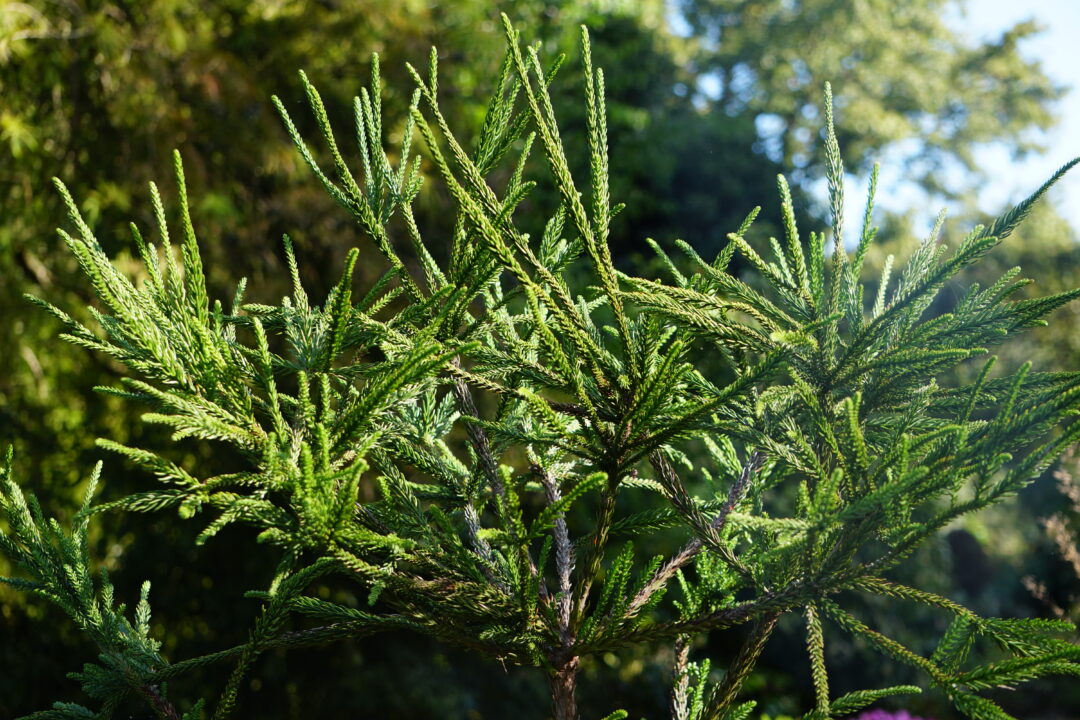 Japanese Cryptomeria | Home & Garden Information Center
