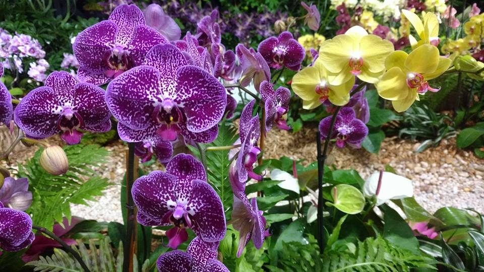 Orchids | Home & Garden Information Center