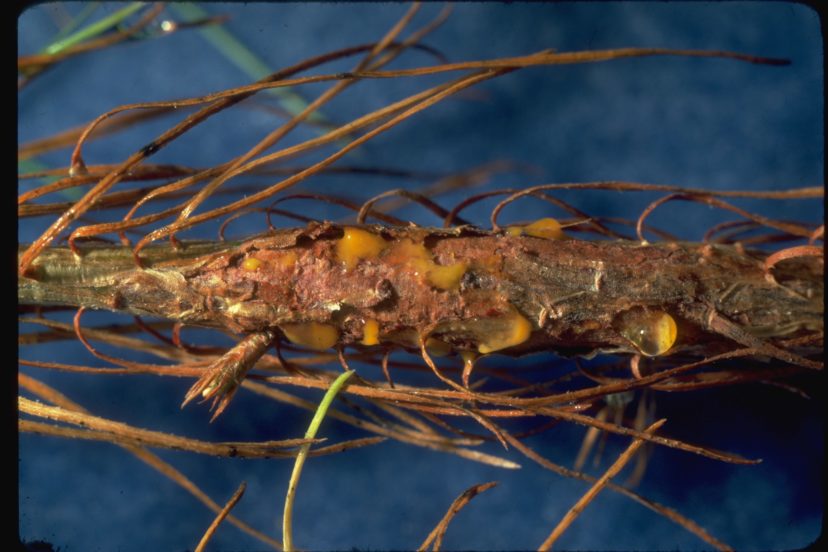 Pine Diseases | Home & Garden Information Center