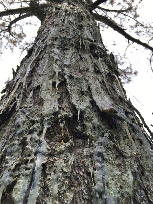 Pine Diseases | Home & Garden Information Center