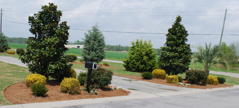 Fertilizing Trees & Shrubs | Home & Garden Information Center