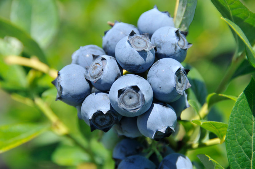 Blueberry Basics | Home & Garden Information Center