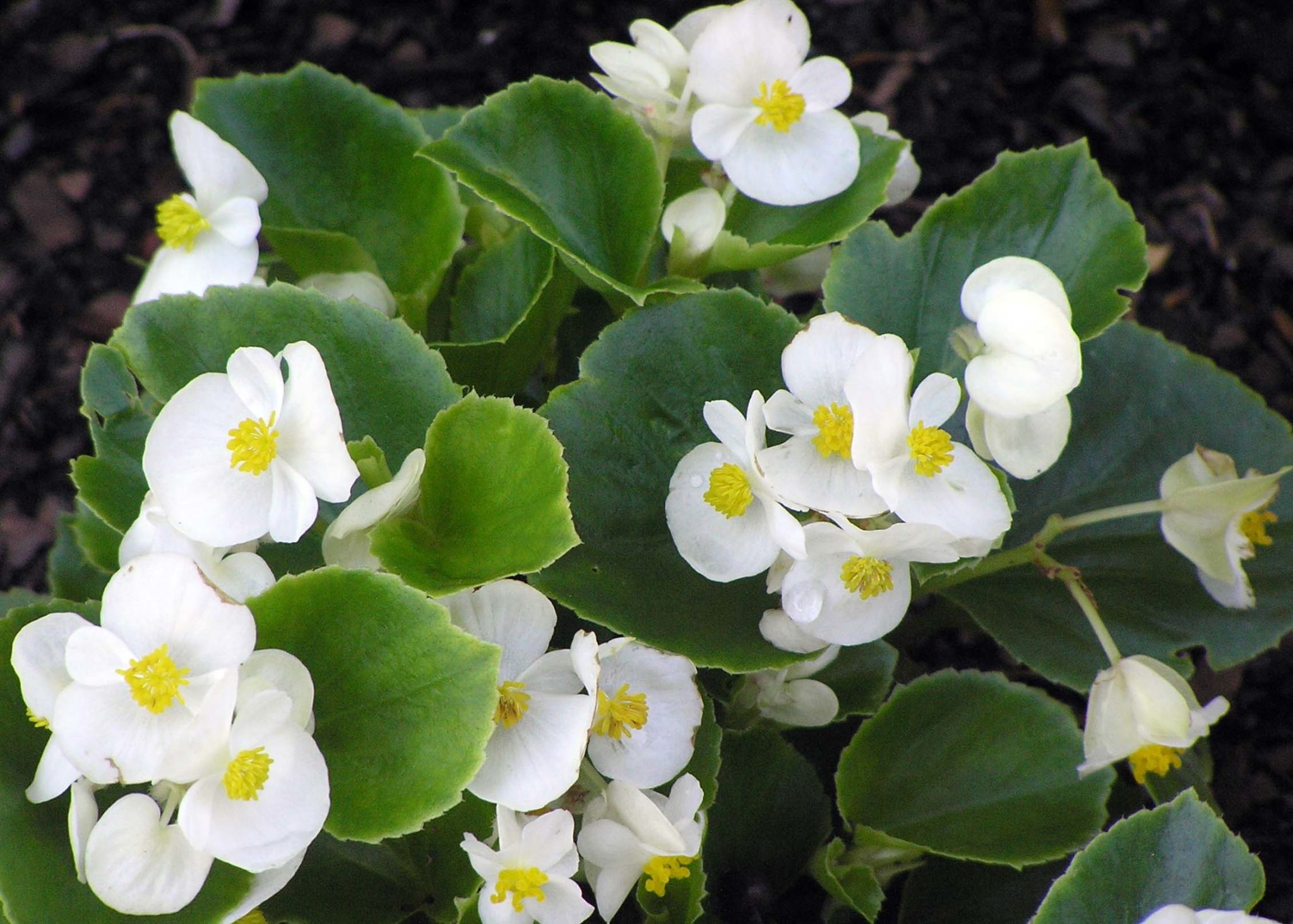 Begonia | Home & Garden Information Center