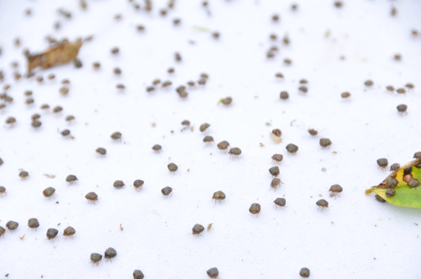 Kudzu Bugs Around the Home | Home & Garden Information Center