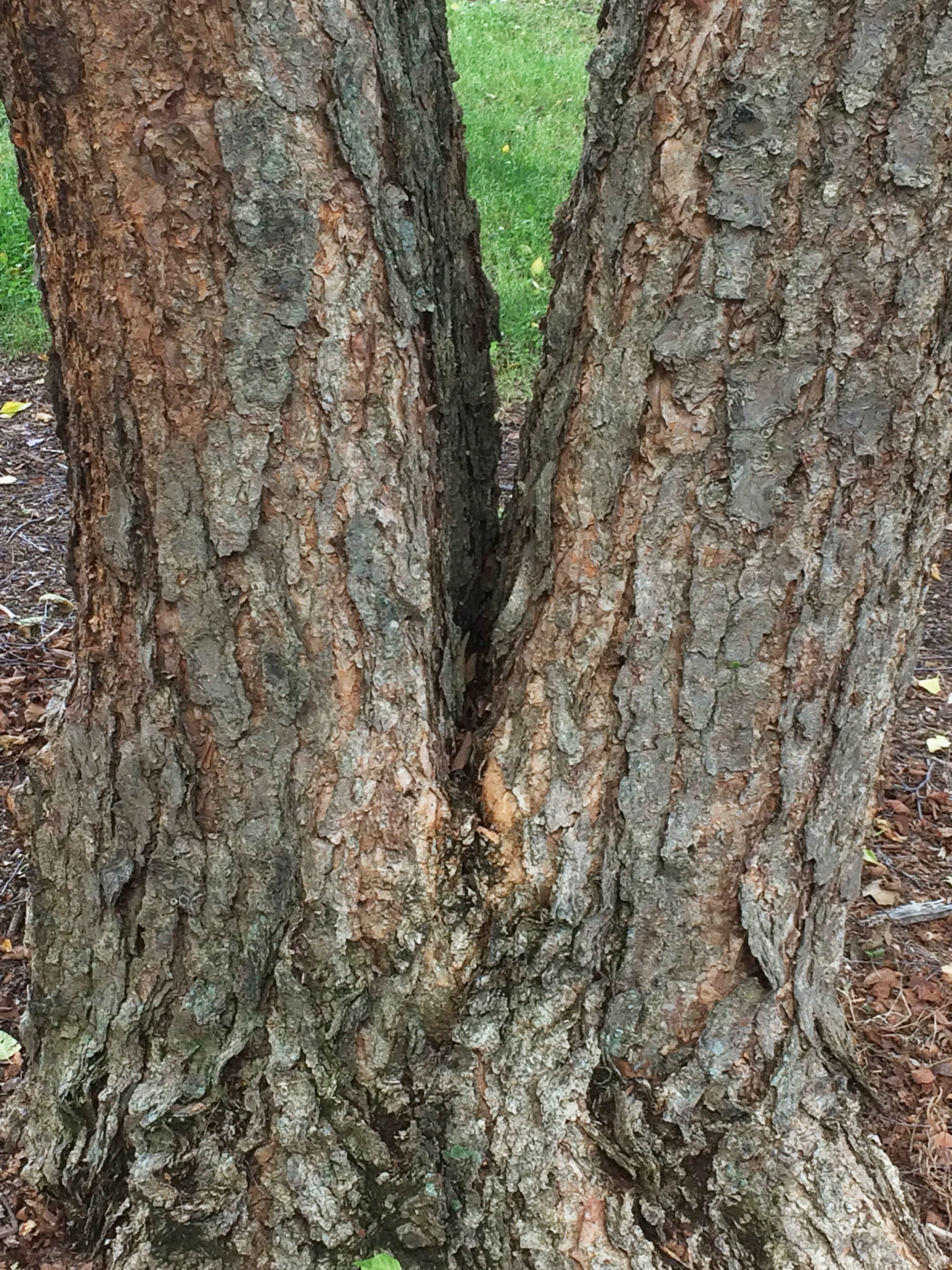 River Birch | Home & Garden Information Center
