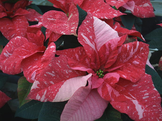 Poinsettia | Home & Garden Information Center