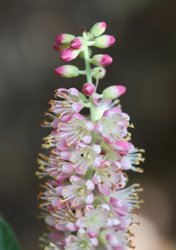 Summersweet Clethra | Home & Garden Information Center