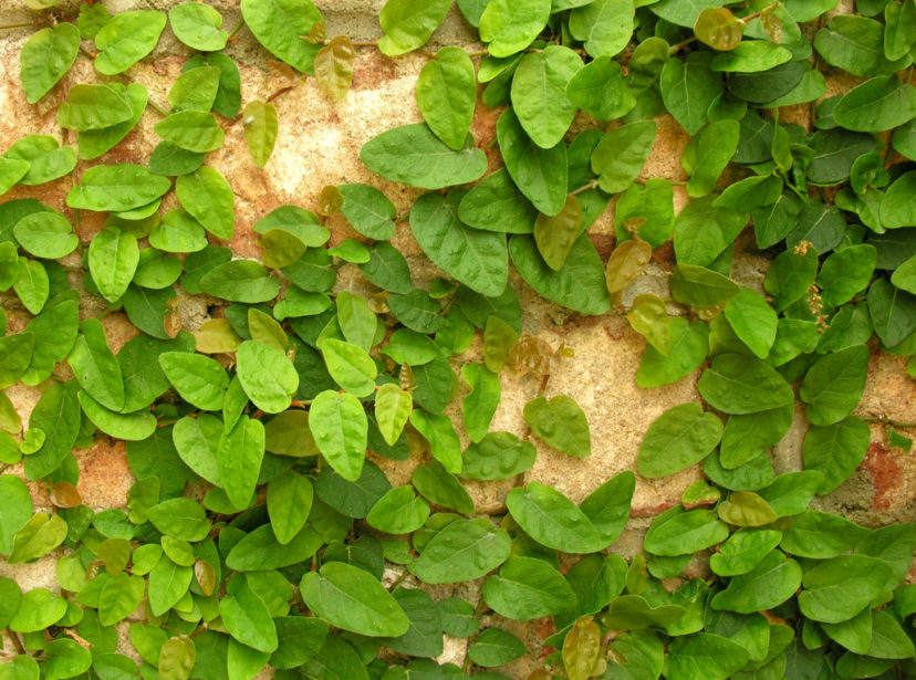 Climbing Fig | Home & Garden Information Center