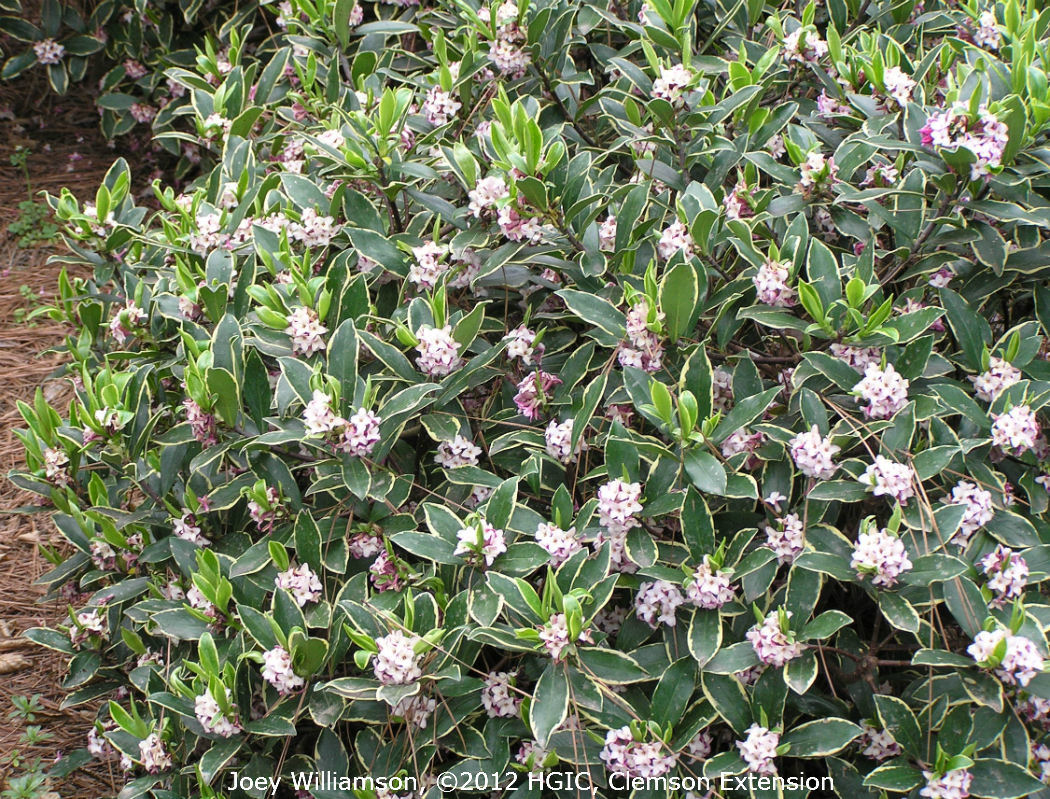 Four Fragrant, Winter-blooming Woodland Shrubs | Home & Garden ...