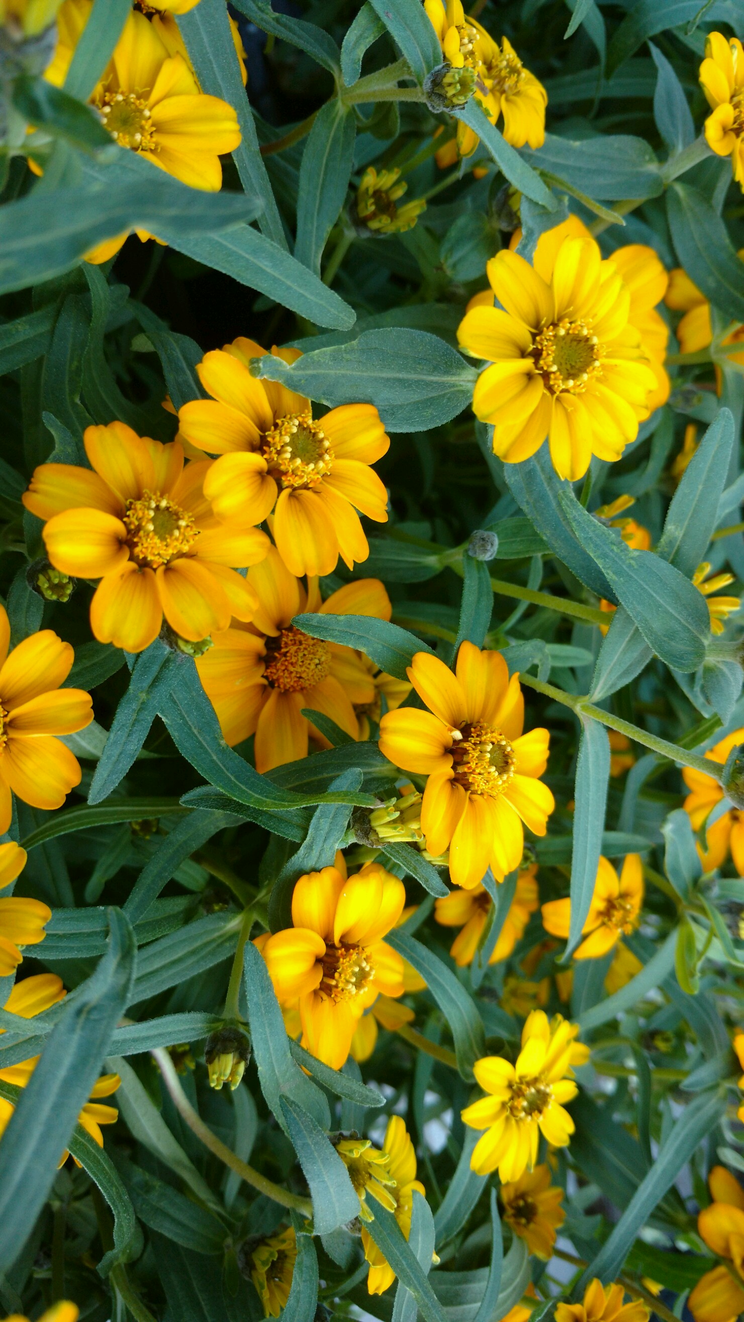 Zinnia Angustifolia