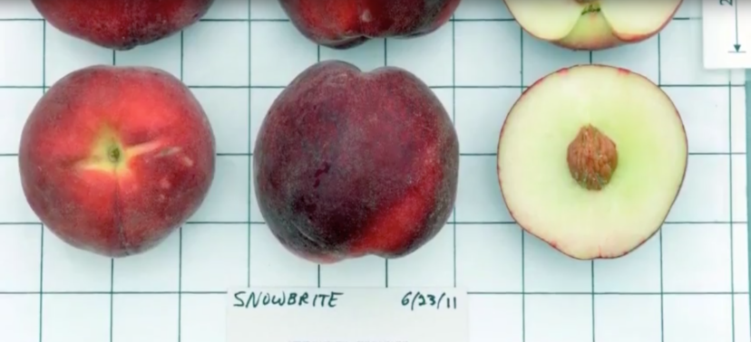 Peach Variety: Snowbrite | Home & Garden Information Center