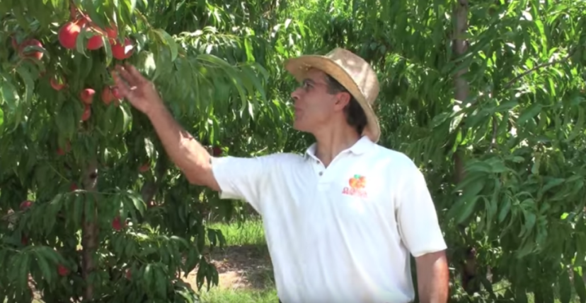 Peach Variety: Cresthaven | Home & Garden Information Center