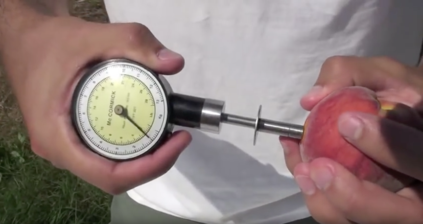 How to Determine Peach Ripeness | Home & Garden Information Center