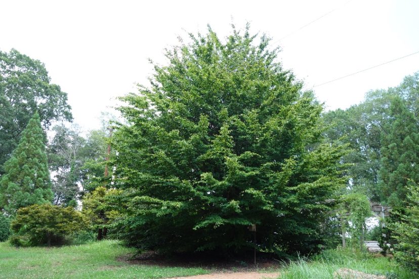 Persian Parrotia | Home & Garden Information Center