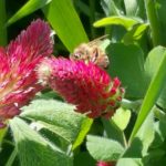 Home & Garden Information Center | Clemson Cooperative Extension ...