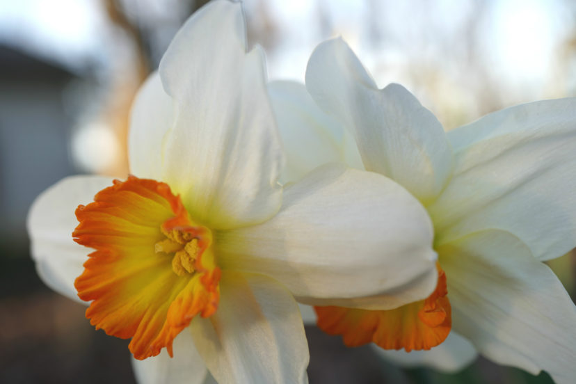 March Week 1 Garden Photos | Home & Garden Information Center