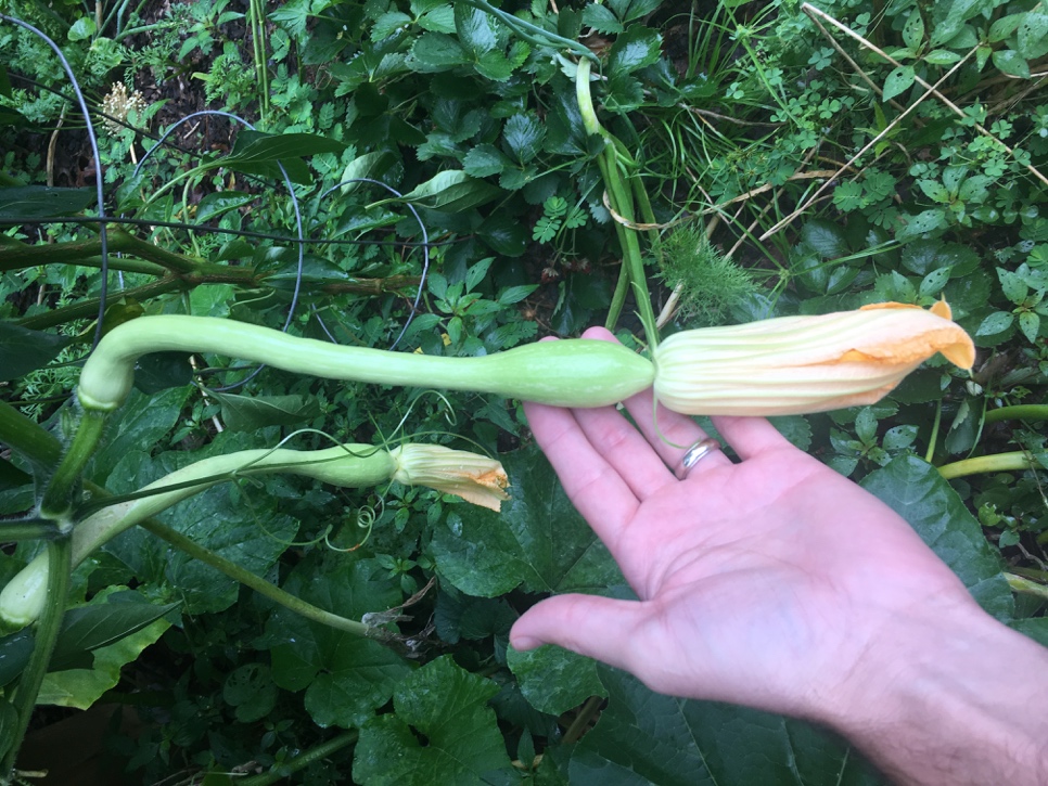 Tromboncino Squash | Home & Garden Information Center