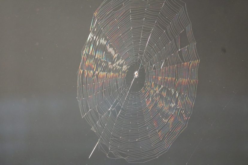 September Week 1 Garden Photos | Home & Garden Information Center