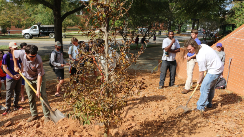 Proper Tree Planting | Home & Garden Information Center