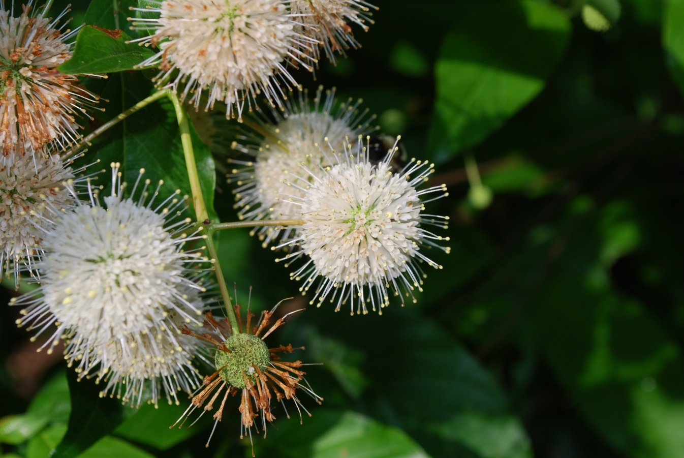 Common Buttonbush | Home & Garden Information Center