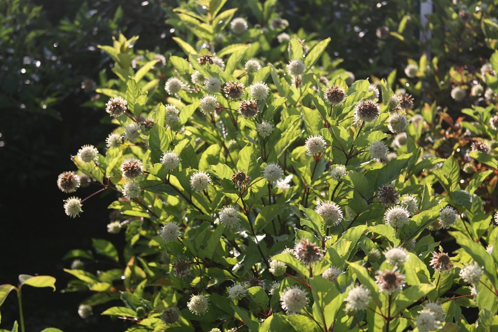 Common Buttonbush | Home & Garden Information Center