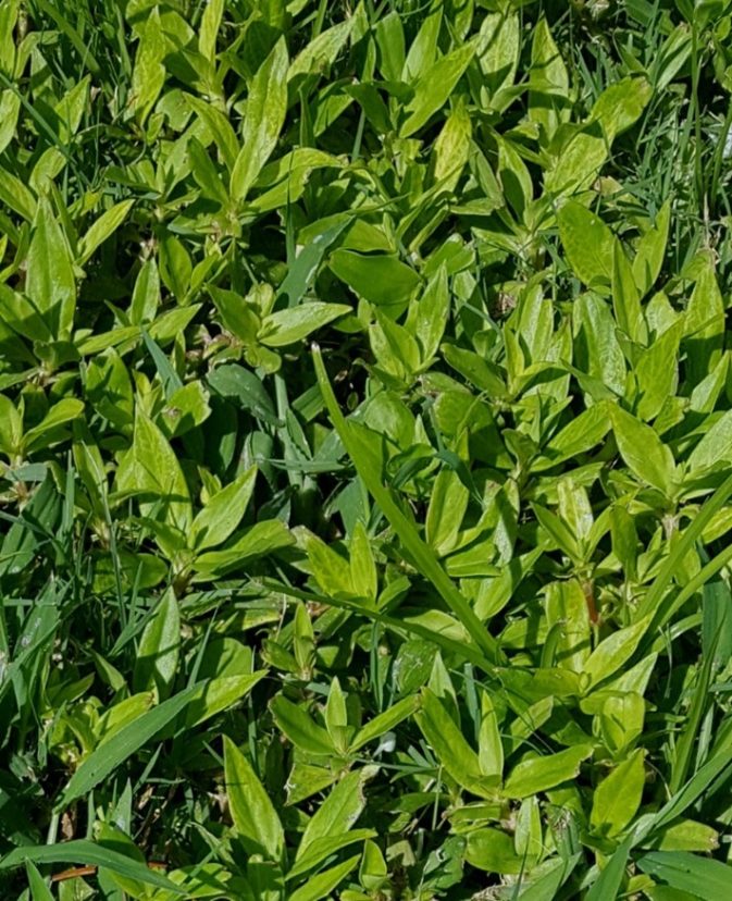 Virginia Buttonweed | Home & Garden Information Center
