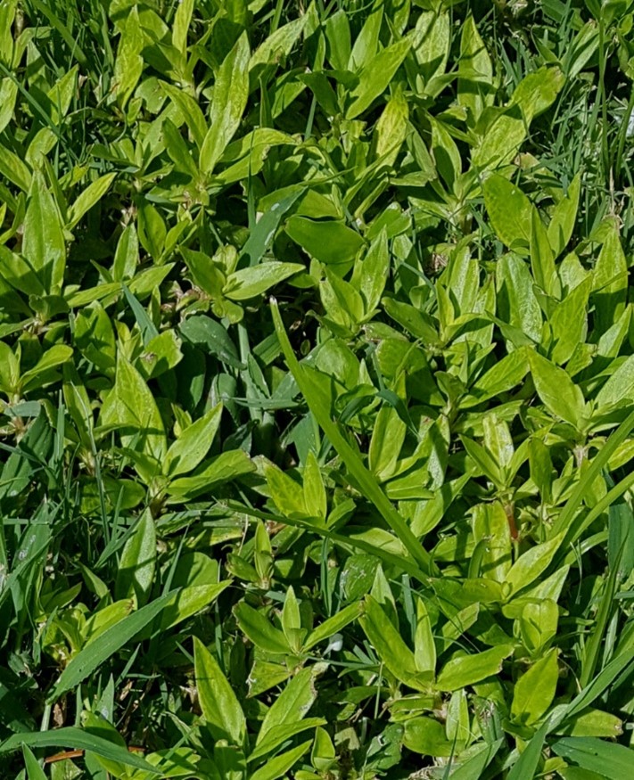 Virginia Buttonweed | Home & Garden Information Center