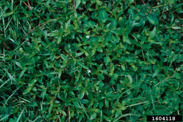 Virginia Buttonweed | Home & Garden Information Center