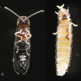 Blue Ghosts | Home & Garden Information Center