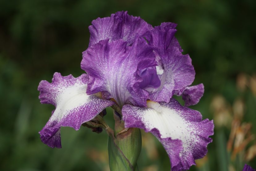 April Week 3 Garden Photos | Home & Garden Information Center