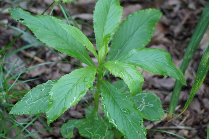 July Week 3 Garden Photos | Home & Garden Information Center