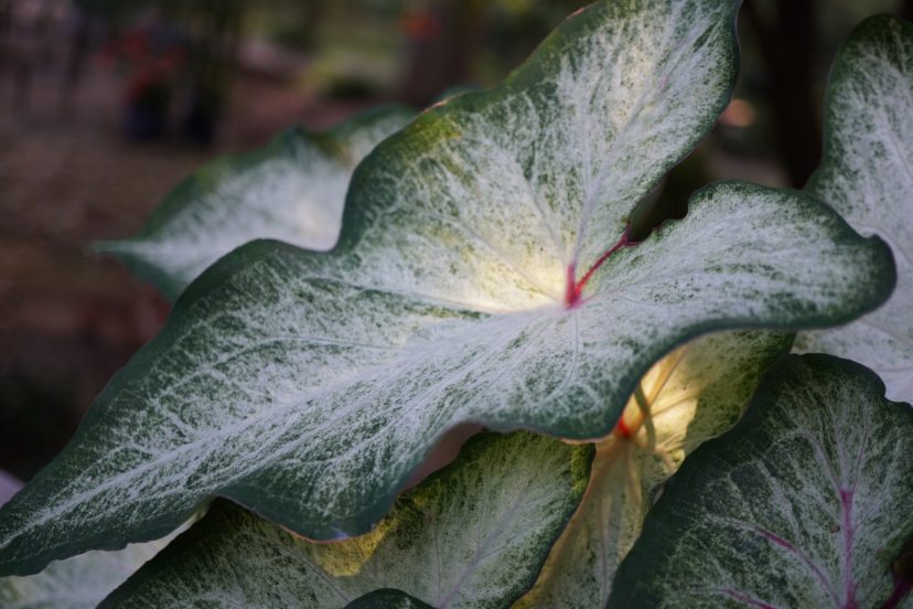 July Week 2 Garden Photos | Home & Garden Information Center