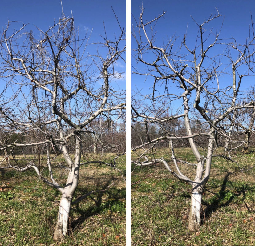 Apple Pruning | Home & Garden Information Center