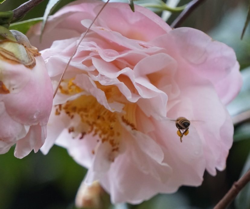 Honey Bee Pollen Timing Chart | Home & Garden Information Center