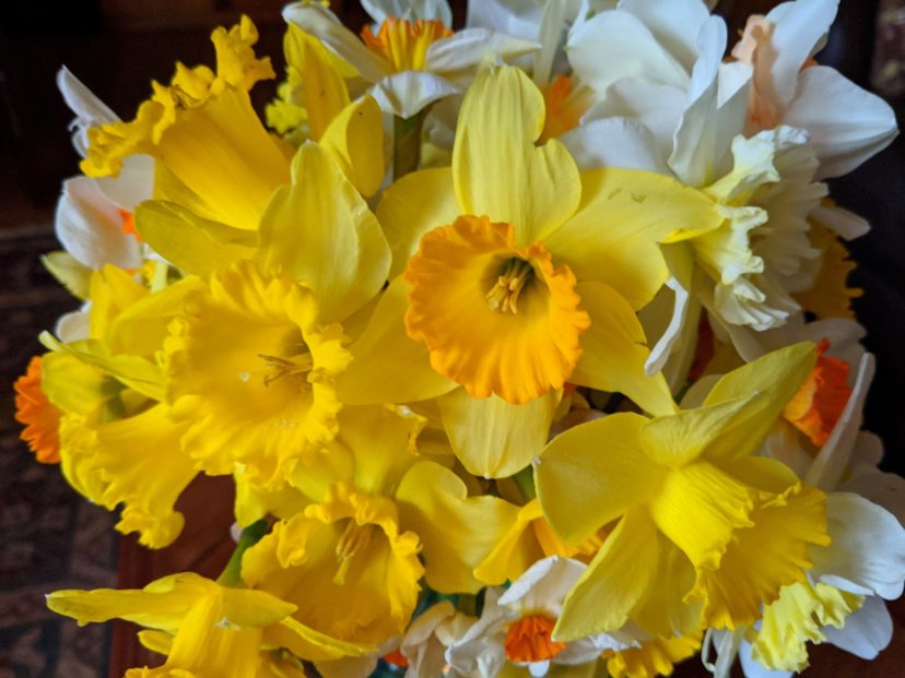 March 15 Week 3 Garden Photos | Home & Garden Information Center
