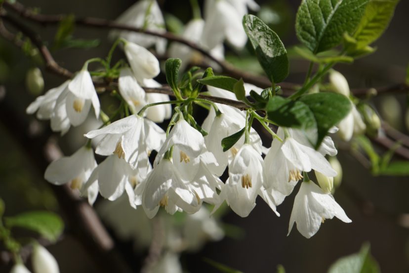 April 12 Week 2 Garden Photos | Home & Garden Information Center