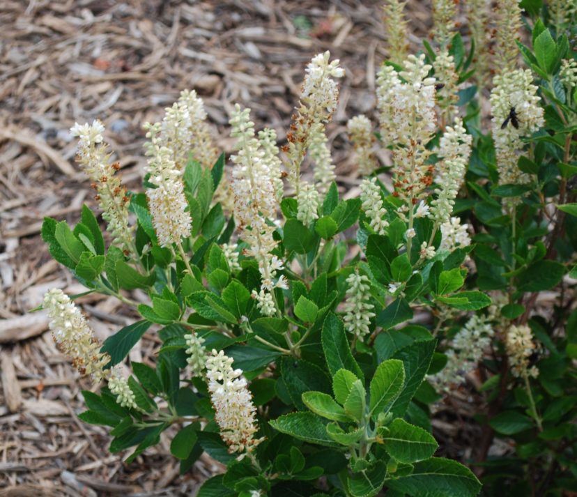 Summersweet | Home & Garden Information Center