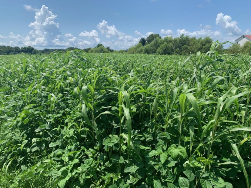 SC Fruit and Vegetable Field Report August 16, 2021 | Home & Garden ...