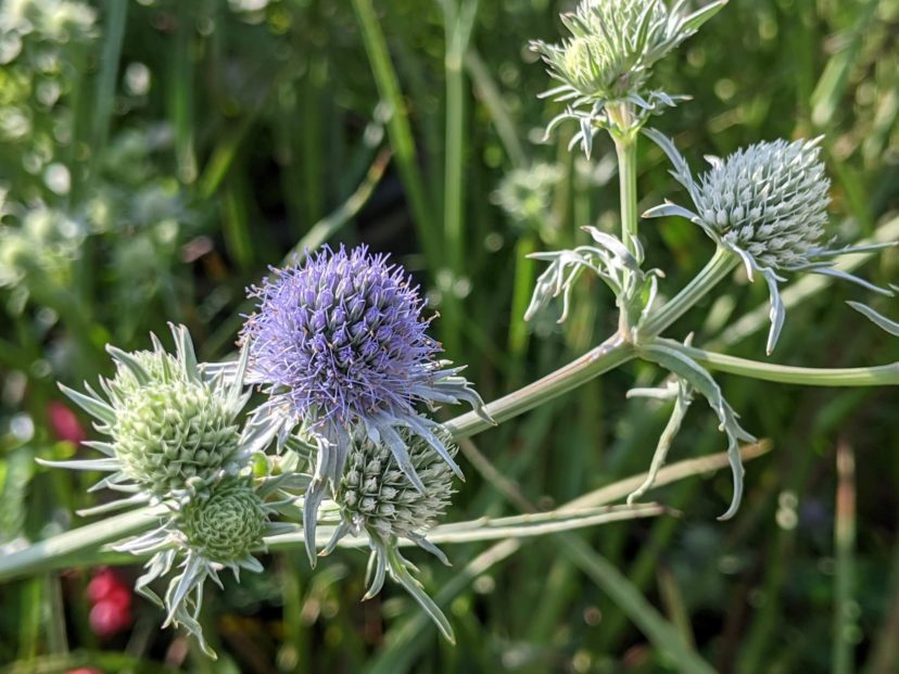 Ravenel’s Swamp Rattlesnake Master | Home & Garden Information Center
