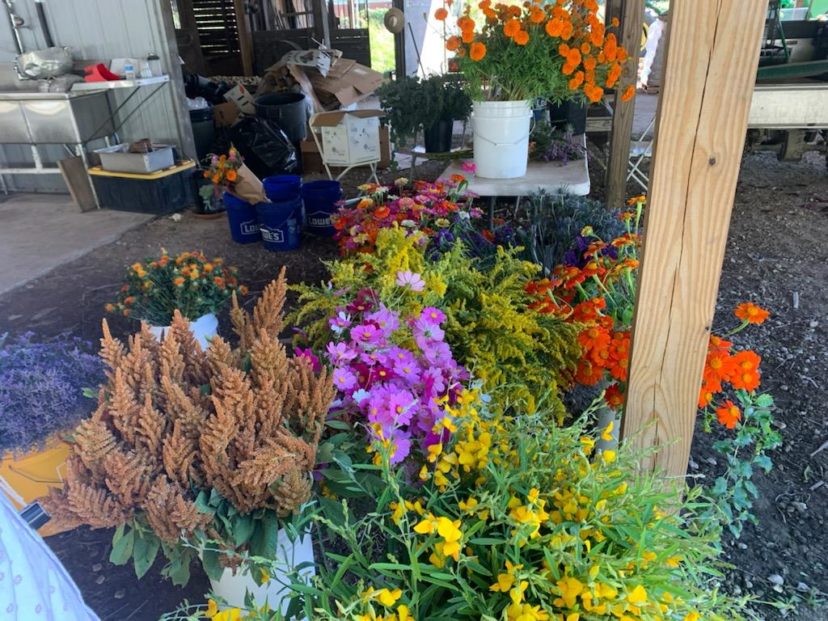 SC Fruit and Vegetable Field Report October 25, 2021 | Home & Garden ...