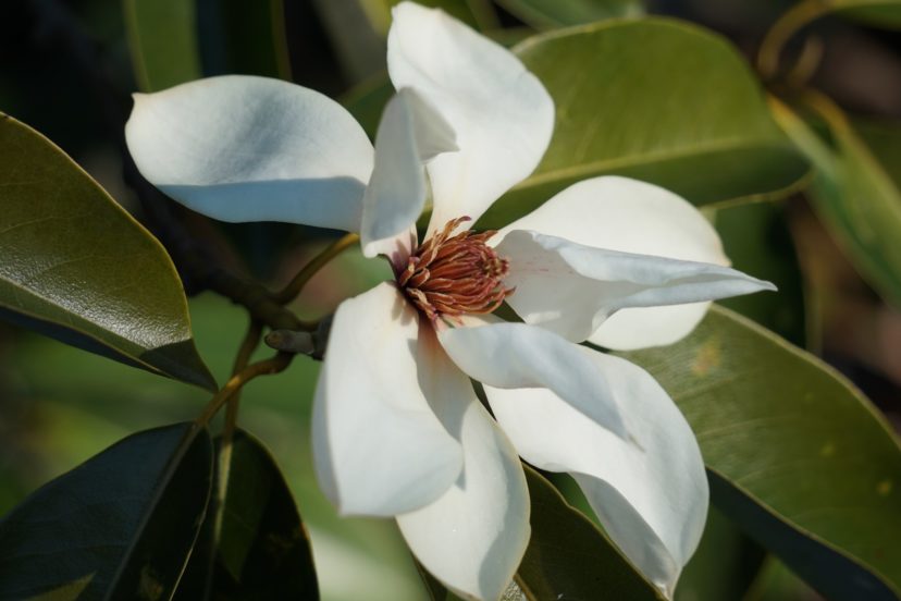 February 14 Week 2 Garden Photos | Home & Garden Information Center