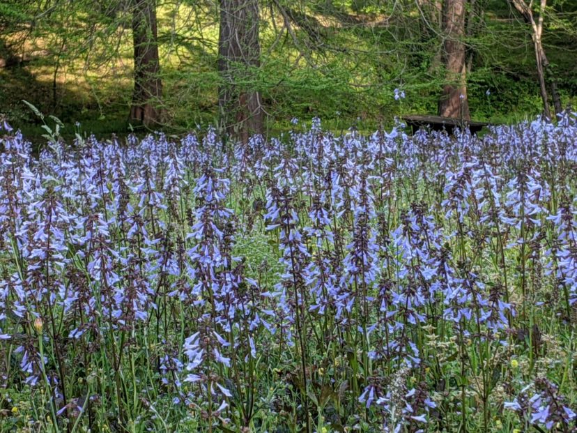 Lyreleaf Sage | Home & Garden Information Center