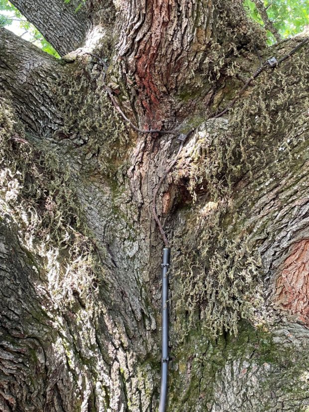 Lightning and Trees | Home & Garden Information Center