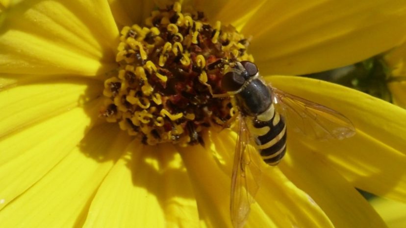 Little Hover Flies are a Big Beneficial Insect | Home & Garden Information Center