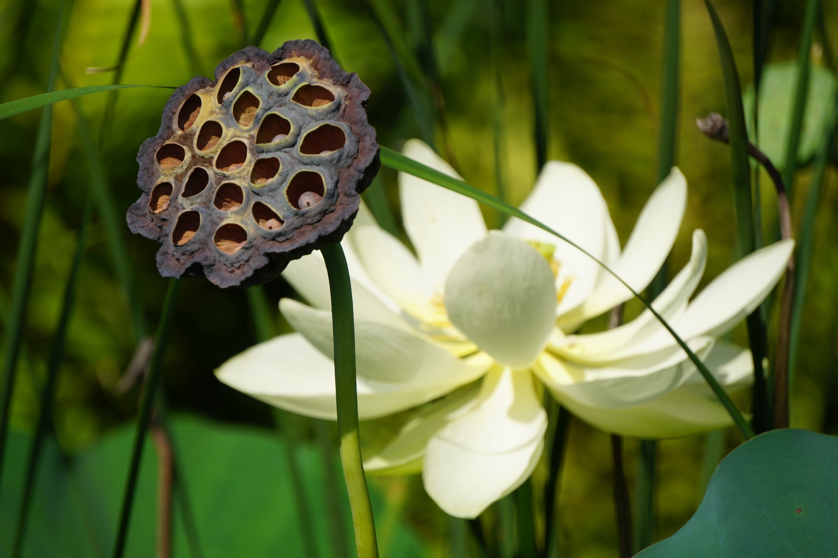 Trypophobia Plant Name
