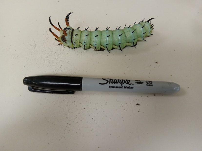 What Is It? Wednesday – Hickory Horned Devil Caterpillar | Home ...