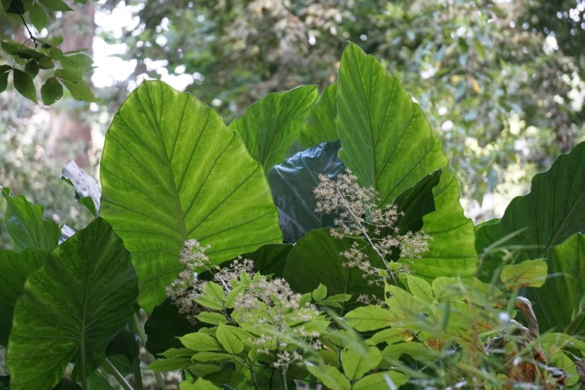 August 29 Week 5 Garden Photos | Home & Garden Information Center