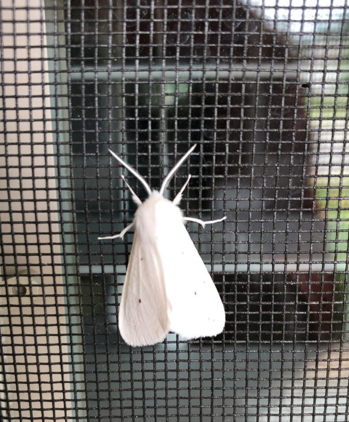Fall Webworm | Home & Garden Information Center