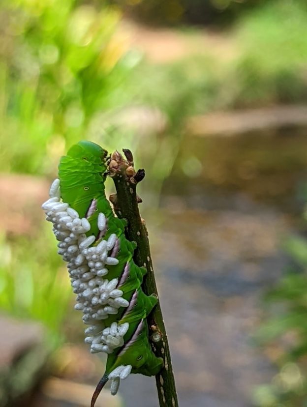 Natural Enemies: Parasitic Wasp | Home & Garden Information Center