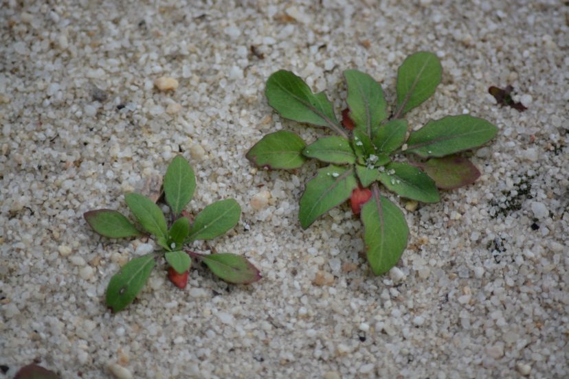 What Is It? Wednesday – Cutleaf Evening Primrose | Home & Garden ...